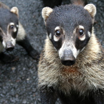 Mr Horrocks' Biology – Lessons and Life Lessons in Biology