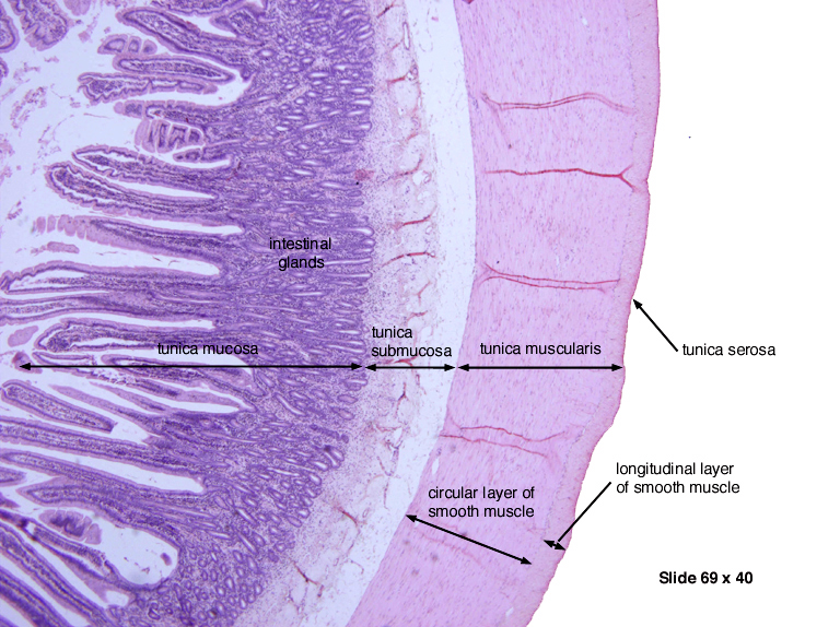 Stomach Histology